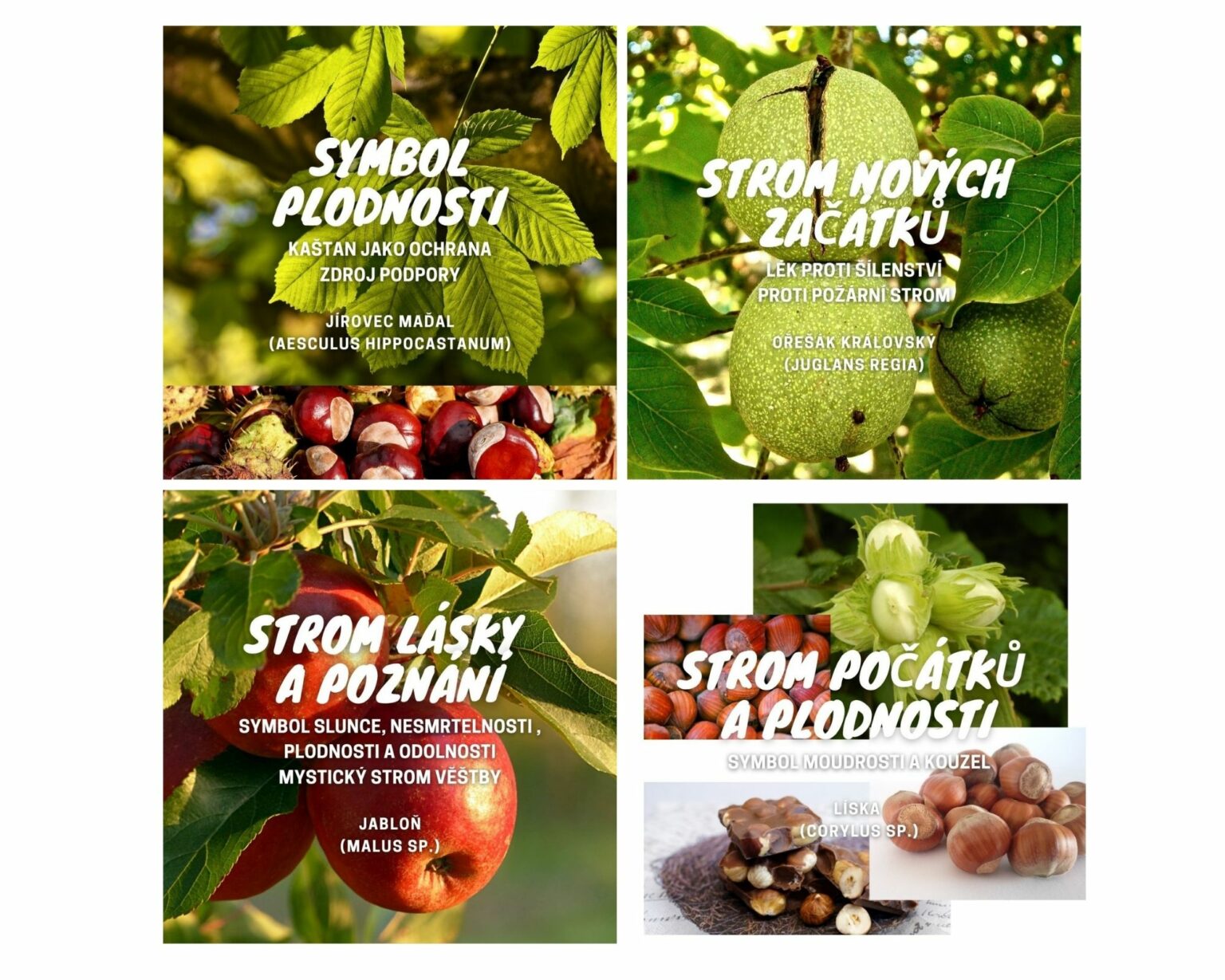 STROMY A PODZIM | Petra Palusová