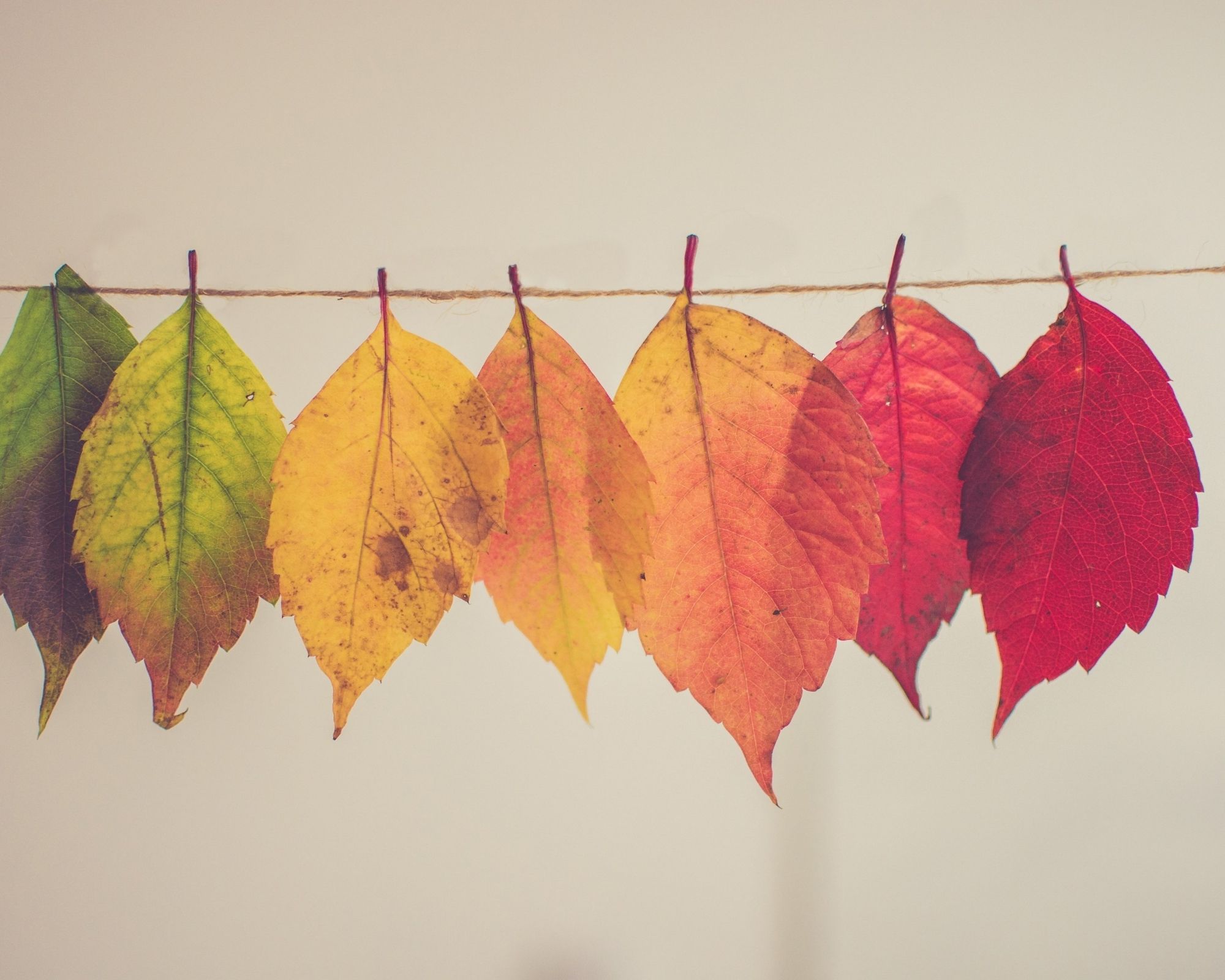 STROMY A PODZIM | Petra Palusová